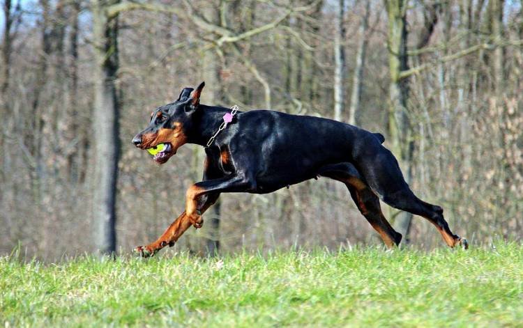 Do Dobermans Bark a Lot?