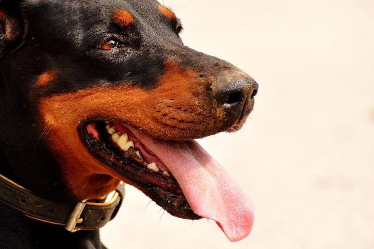 Pros and Cons of Docking Doberman's Tail